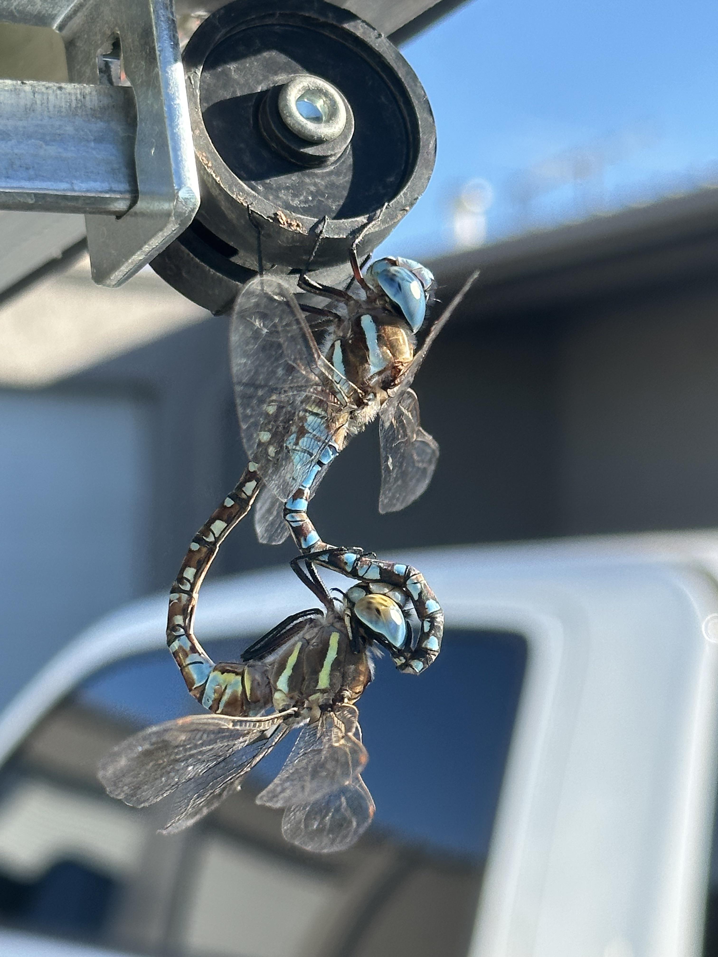 Dragonflies mating | Scrolller