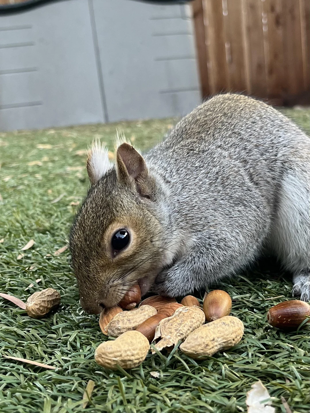 Ear tufts | Scrolller