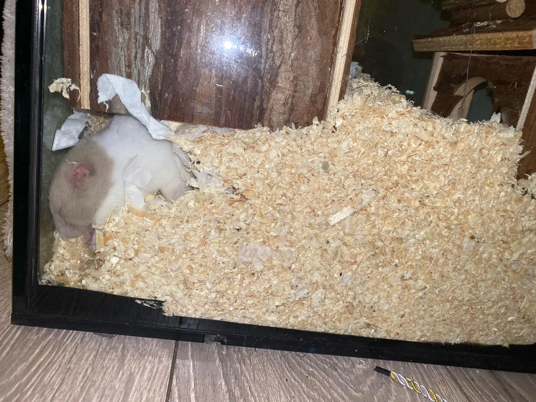 Hamster burrow | Scrolller