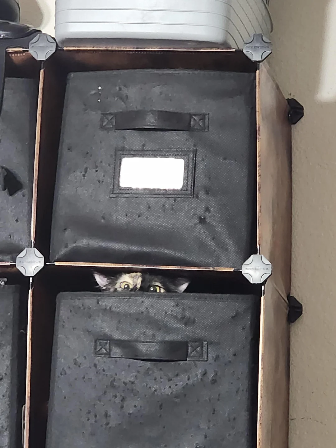 Pumpkaboo trap | Scrolller