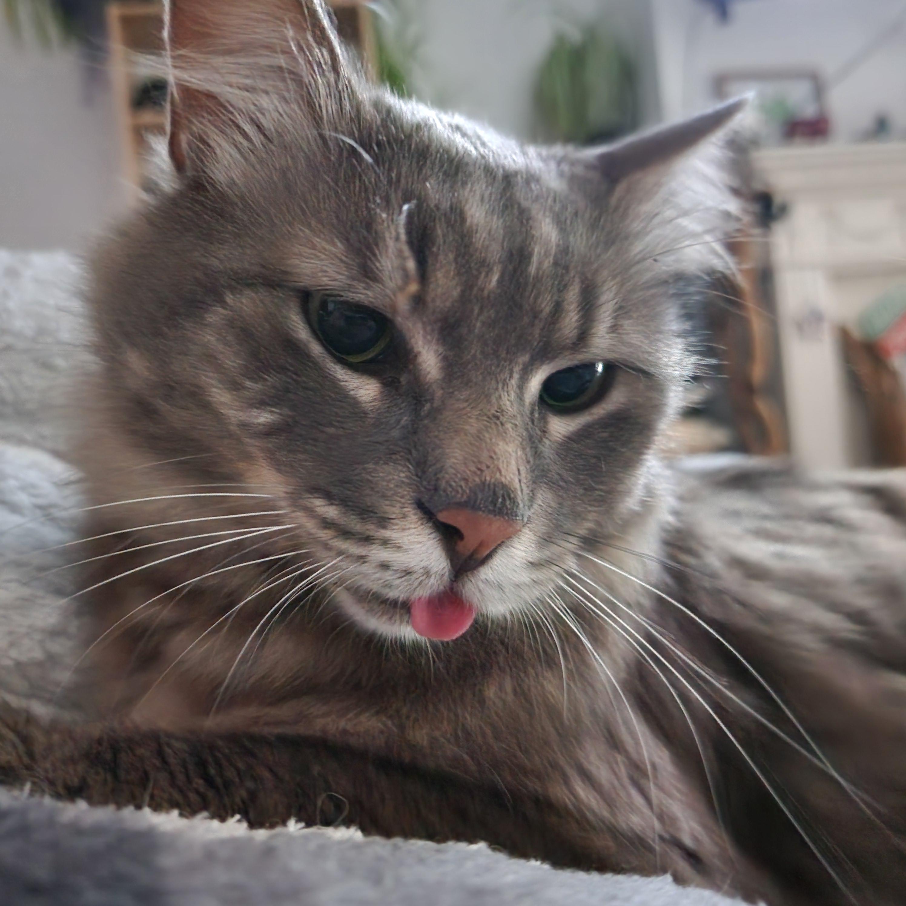 Harry blep | Scrolller