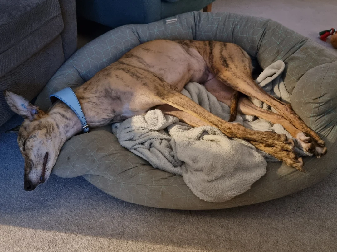 When you out cold but always alert for treatos | Scrolller