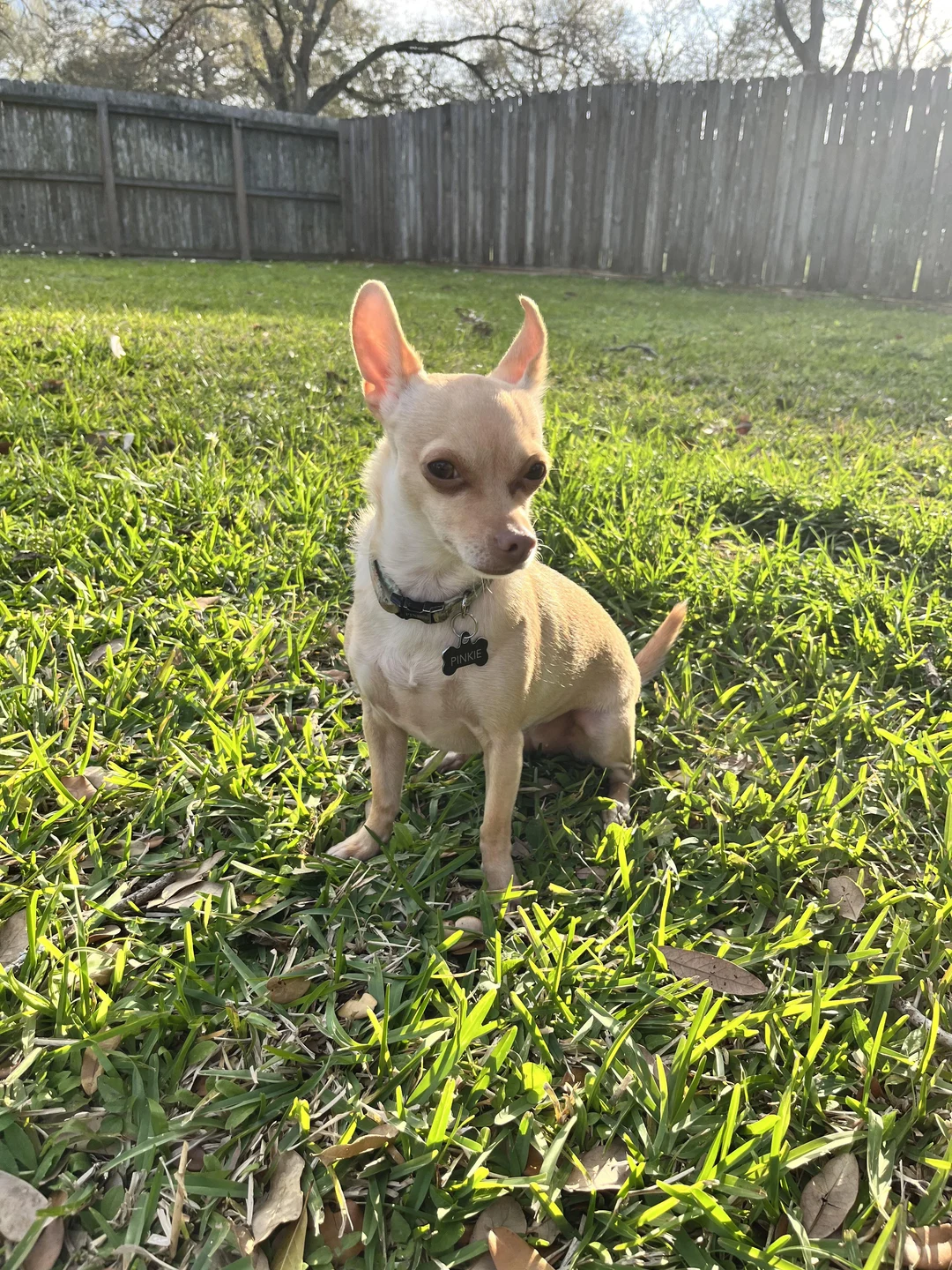 My sweet girl striking a pose! | Scrolller