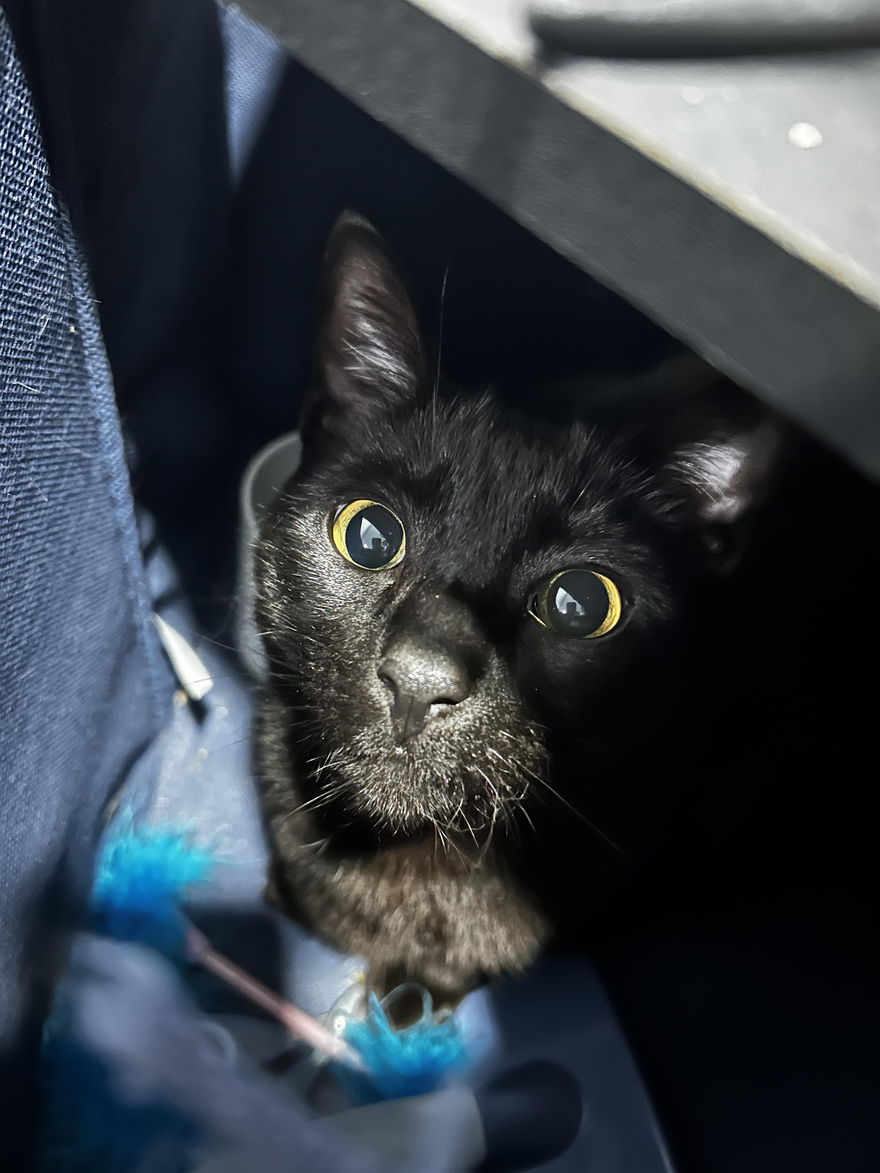 Typical void behavior | Scrolller