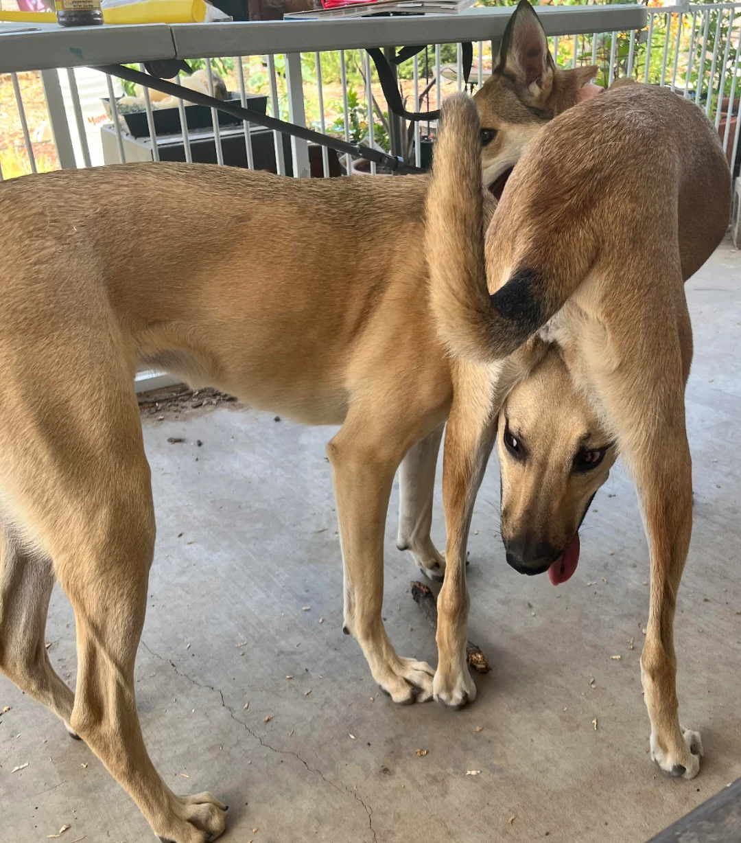 Pupsitting (apparently conjoined) siblings this weekend. | Scrolller