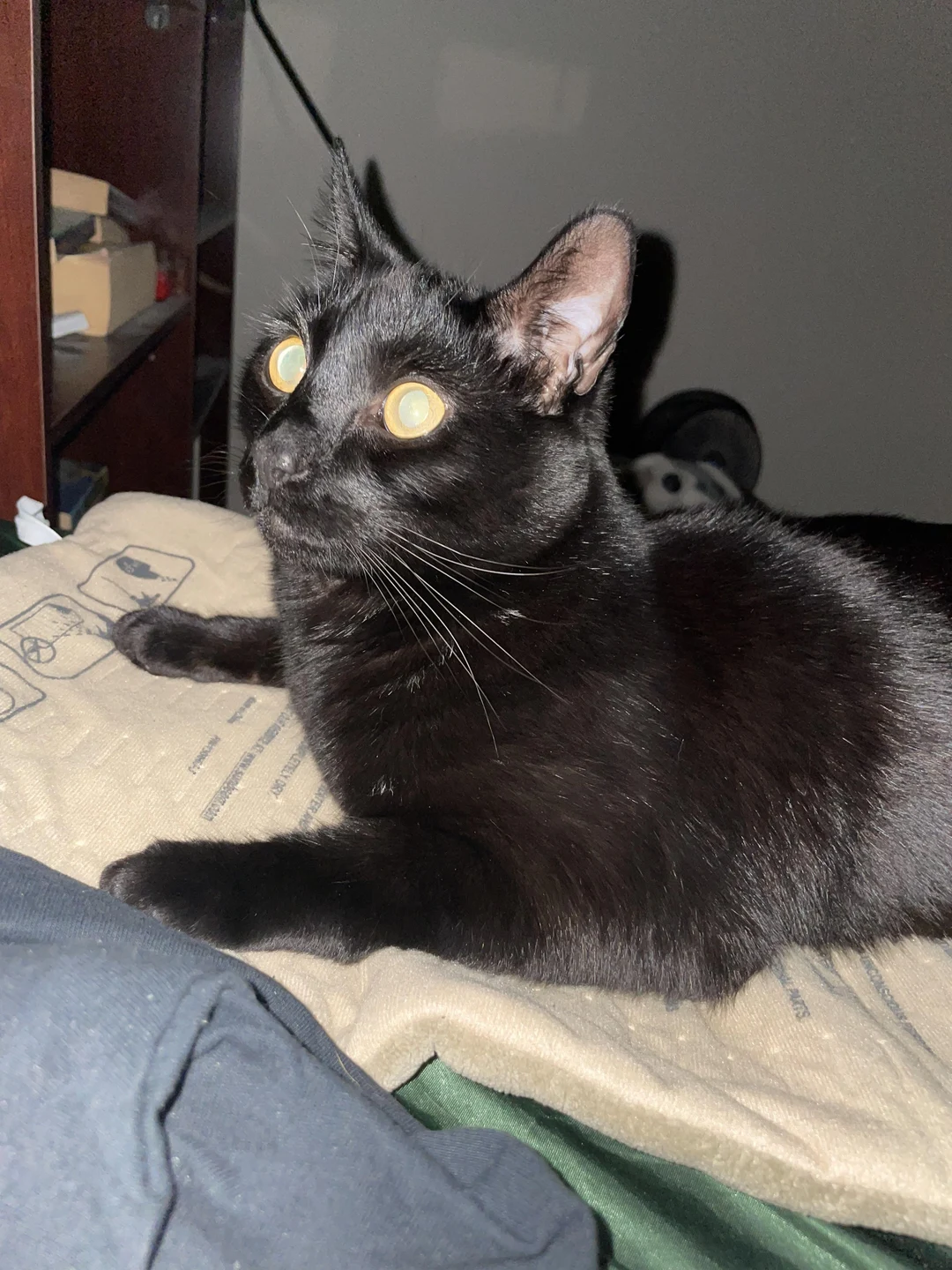 Loki has discovered the heating pad | Scrolller