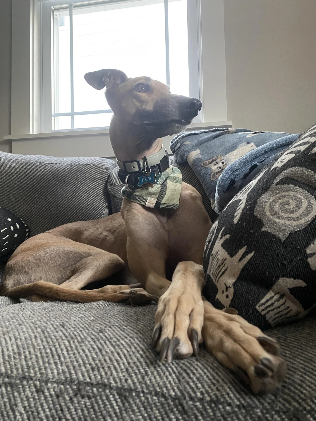 Sweet Pete posing like the distinguished gentleman he is. | Scrolller