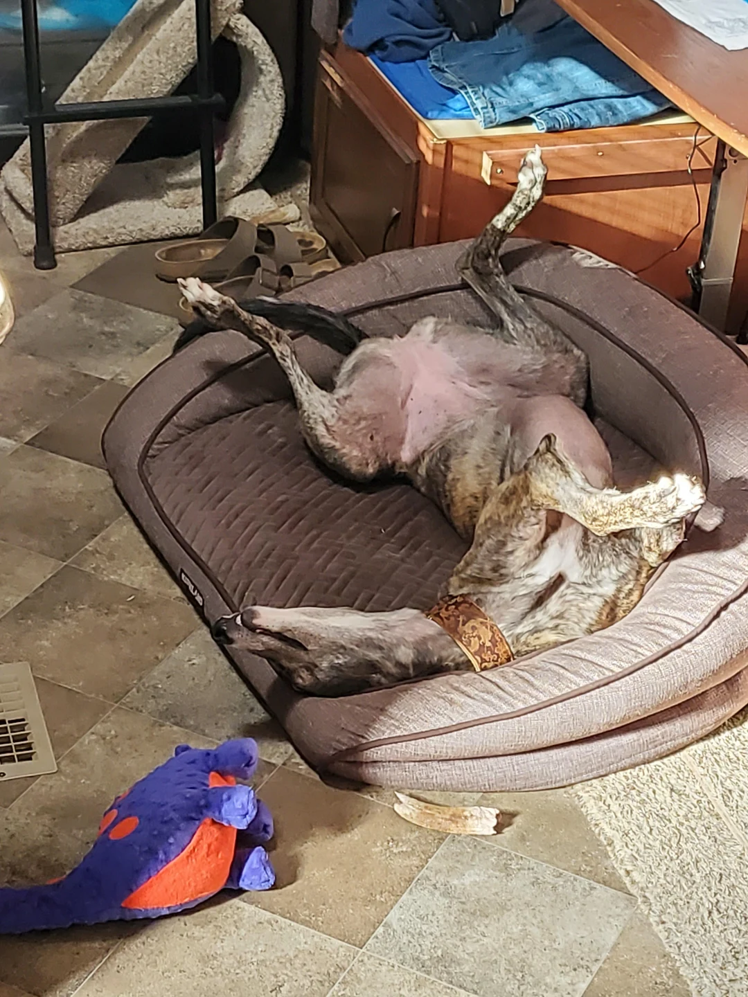 Roaches are getting bigger this year | Scrolller