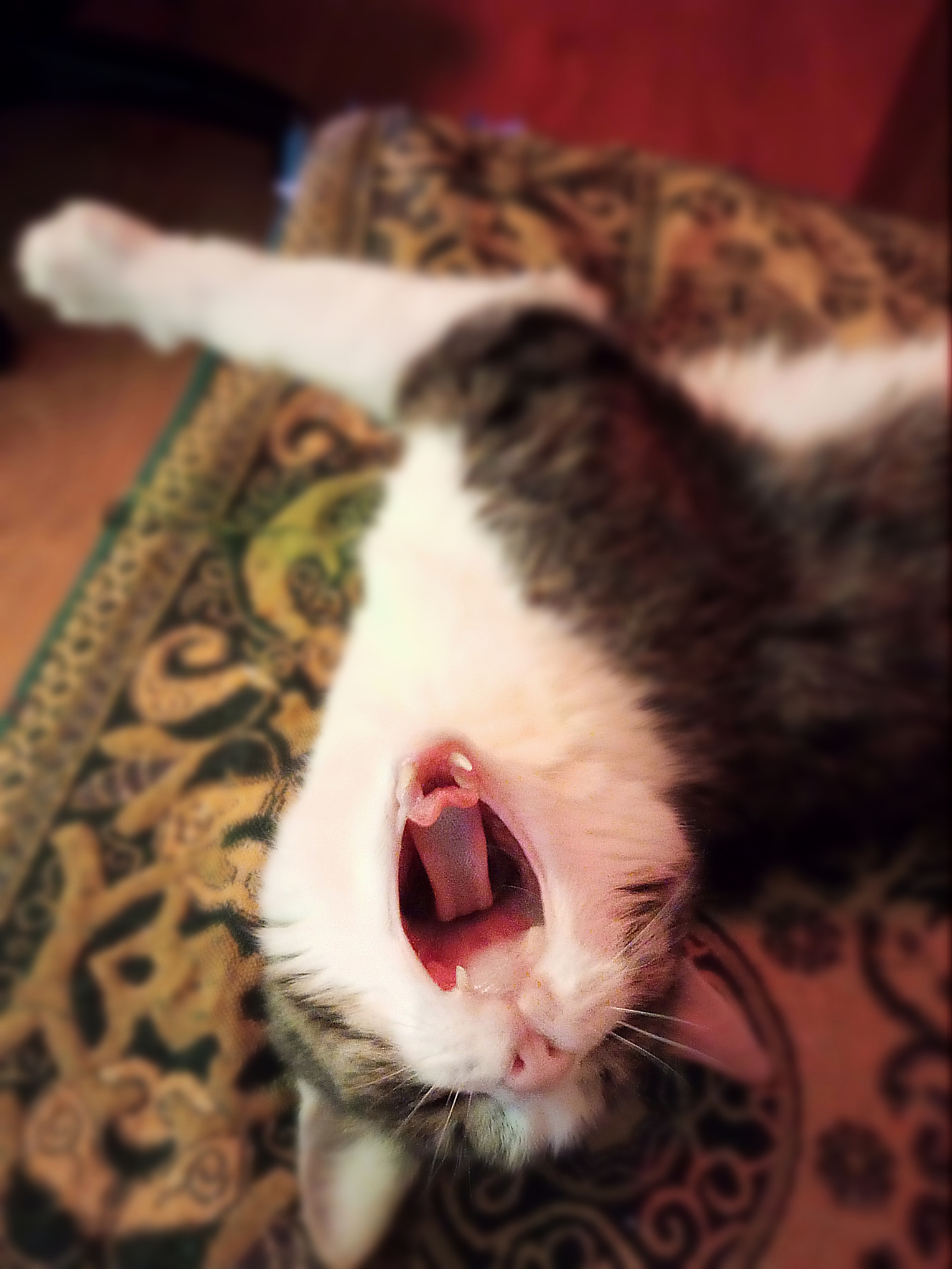 One of my yawning cats | Scrolller