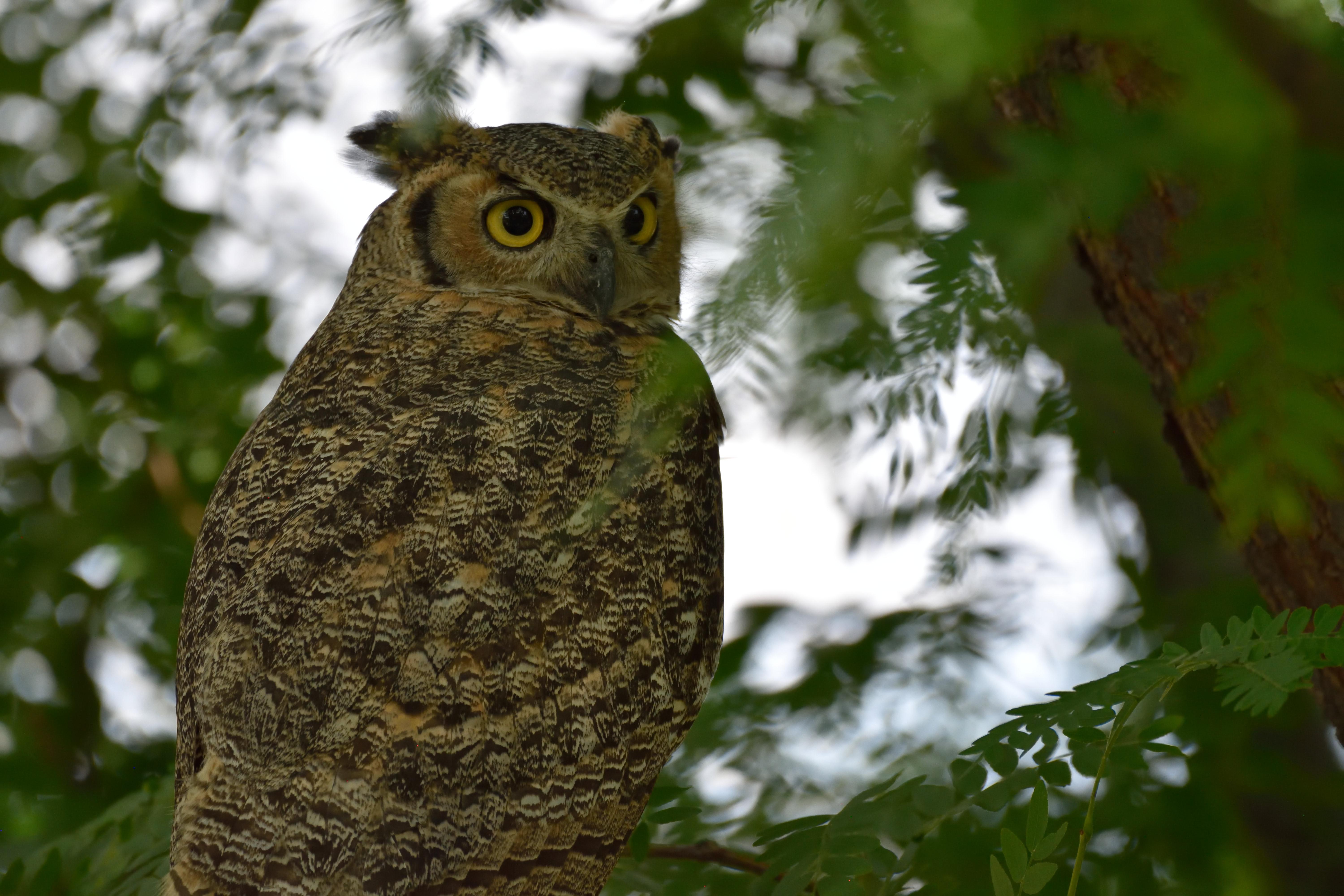 Great horned in our backyard today | Scrolller