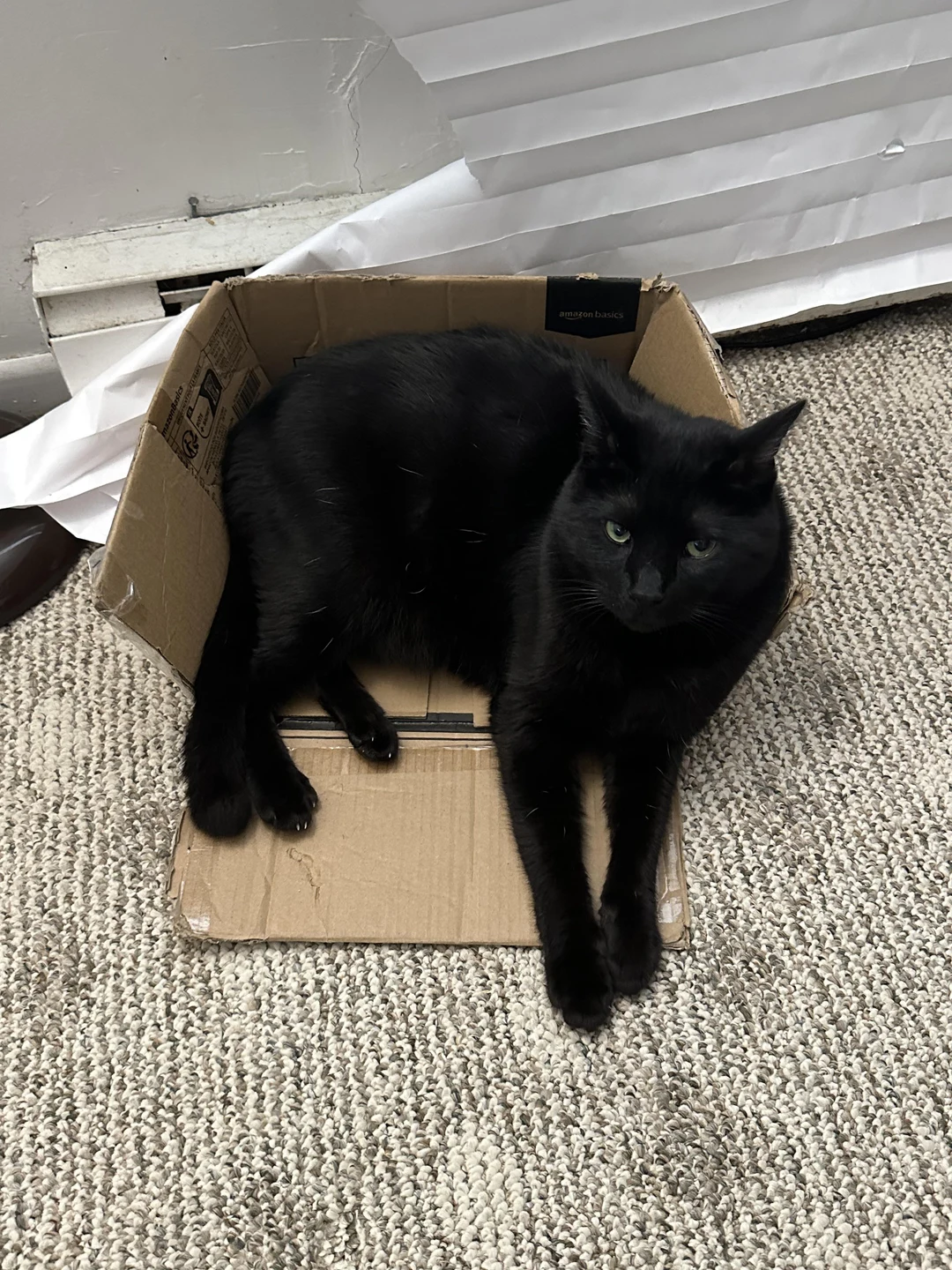 One man’s trash is another cat’s lounge chair | Scrolller