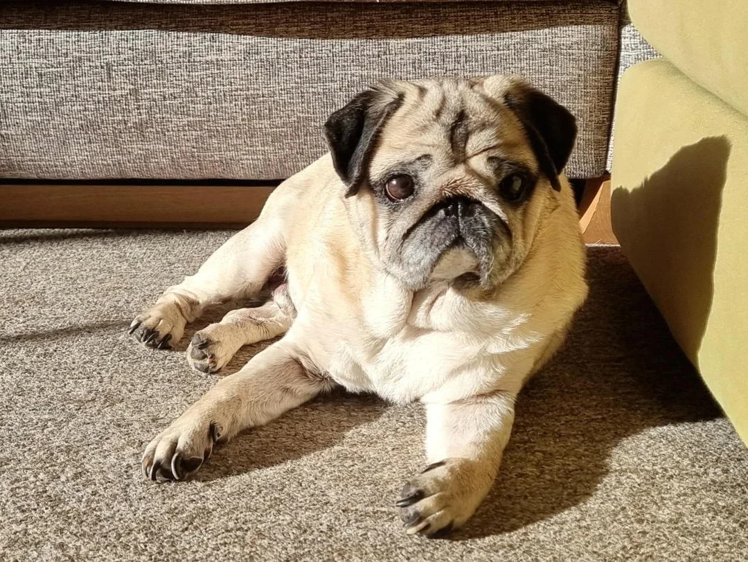 Catching some morning rays, Old man Twix. | Scrolller