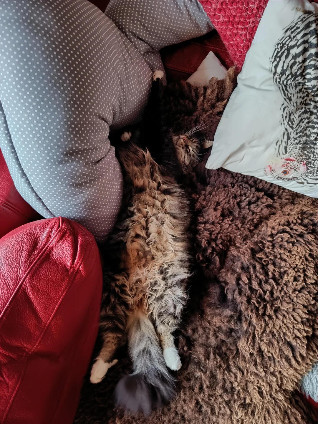 Floof belly | Scrolller