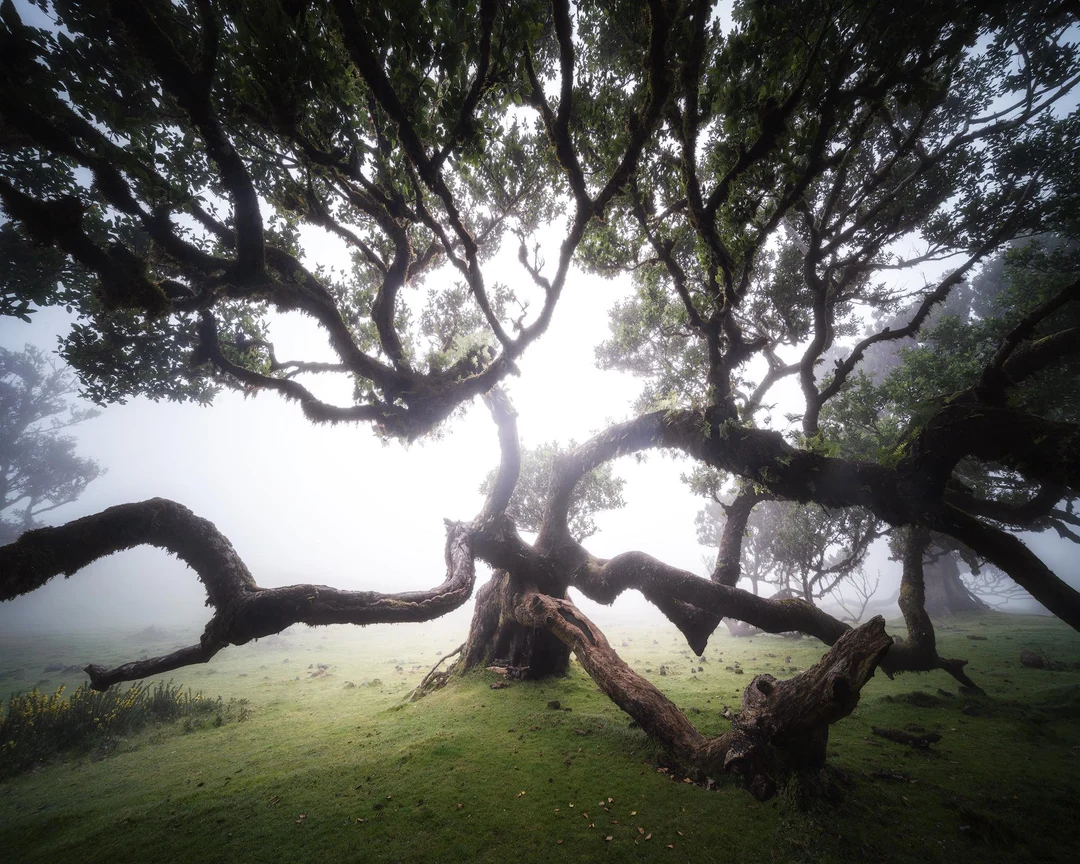 Creatures in the myst, Fanal forest, Madeira [OC] [2000x1600] | Scrolller