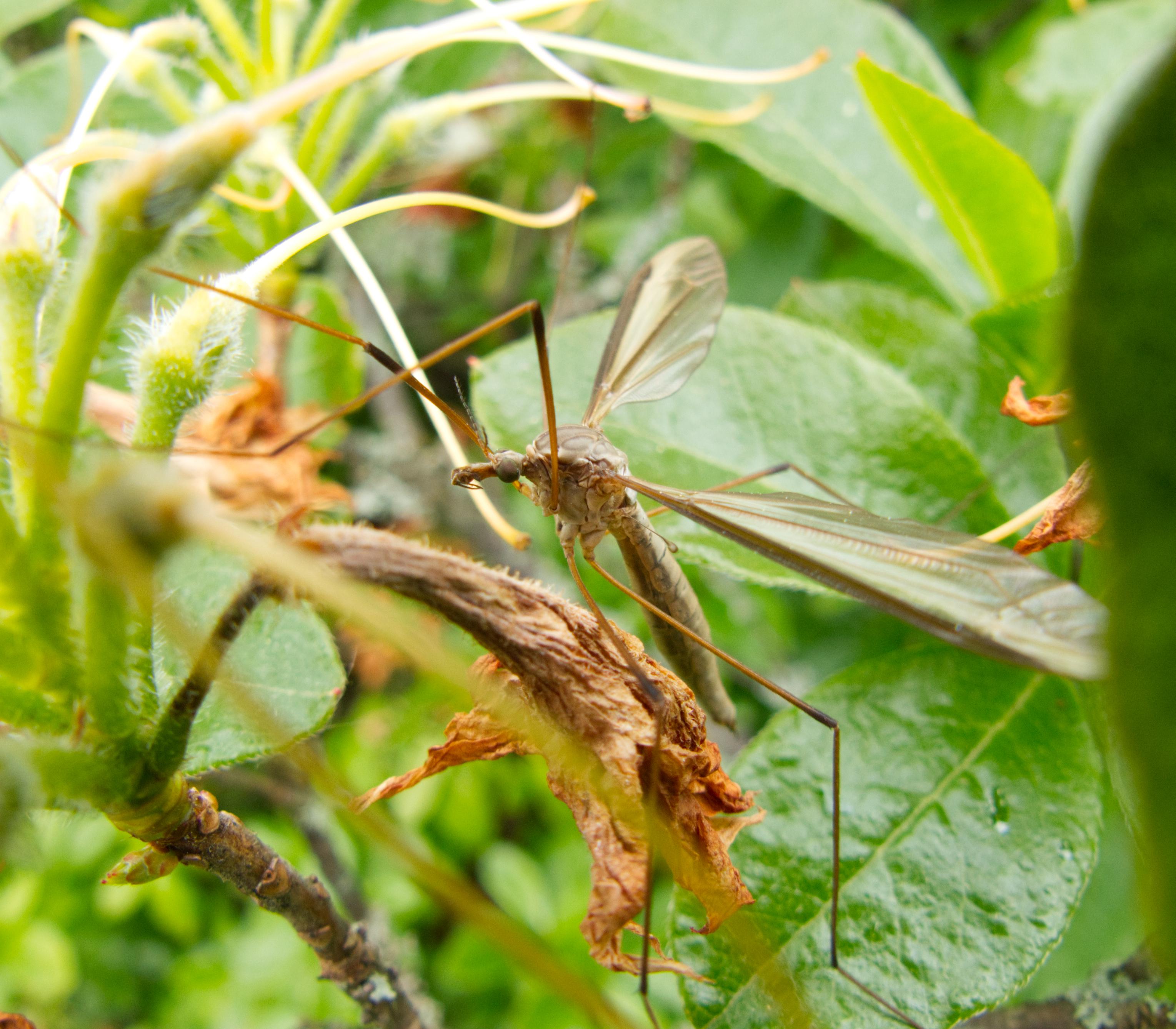 Crane Fly | Scrolller
