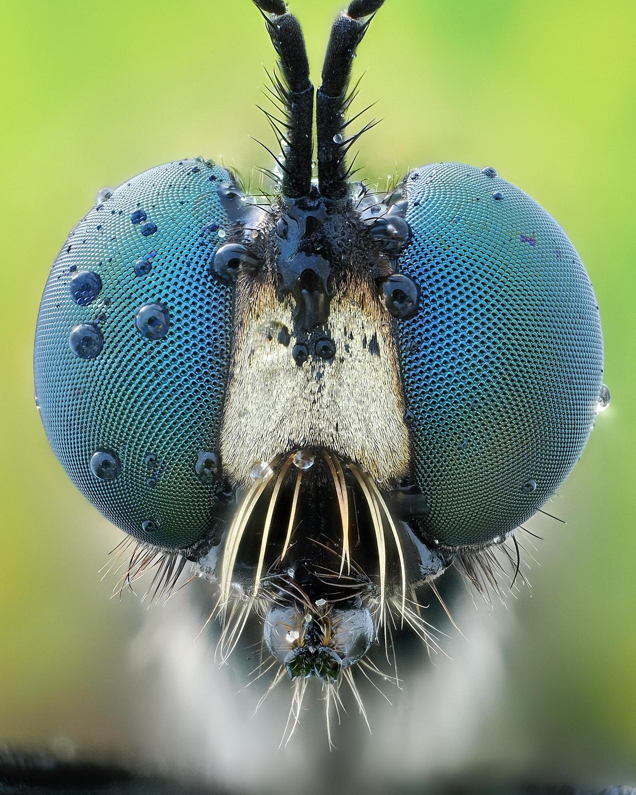 Robber fly | Scrolller