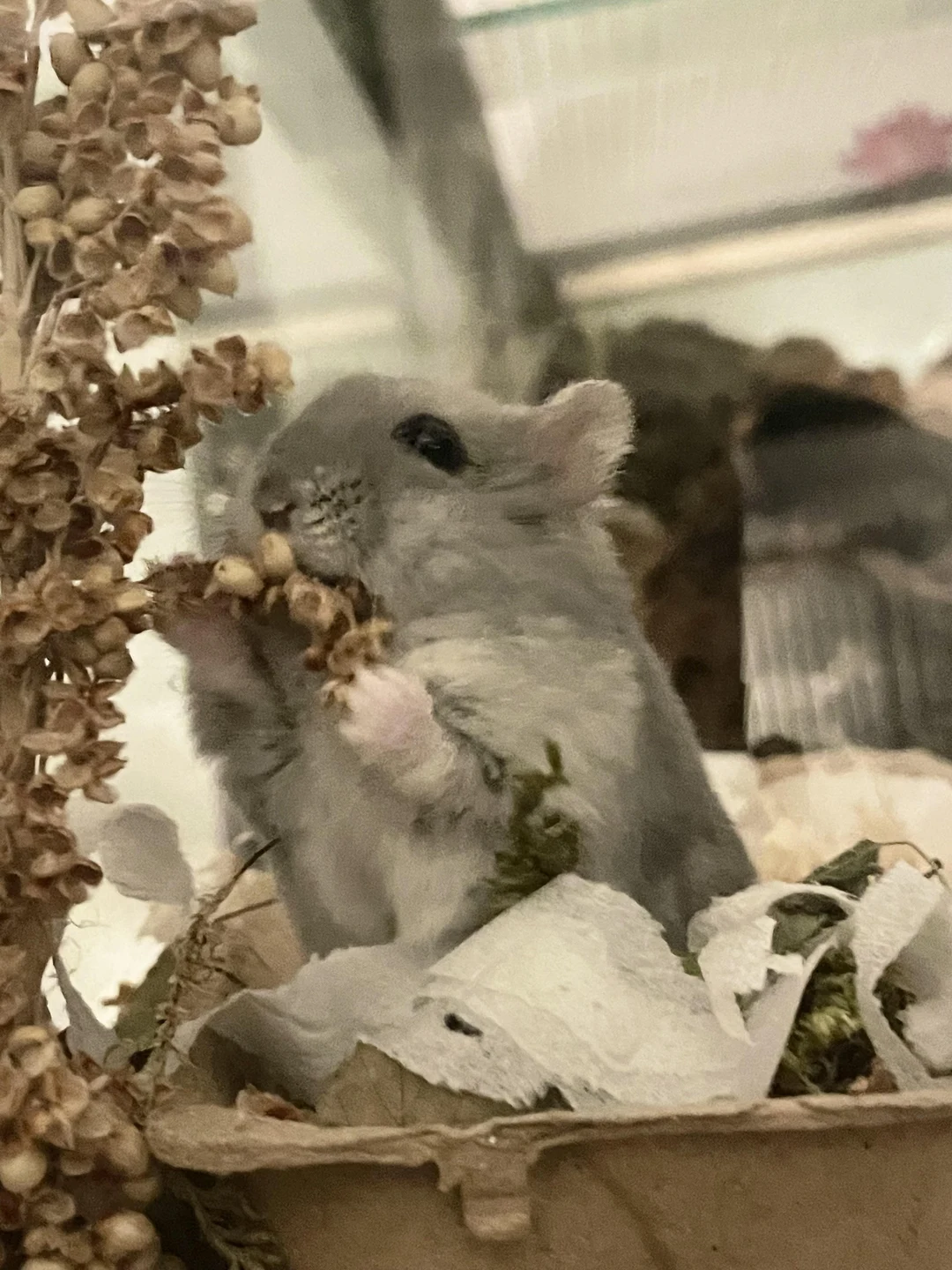 His paws🥹 | Scrolller