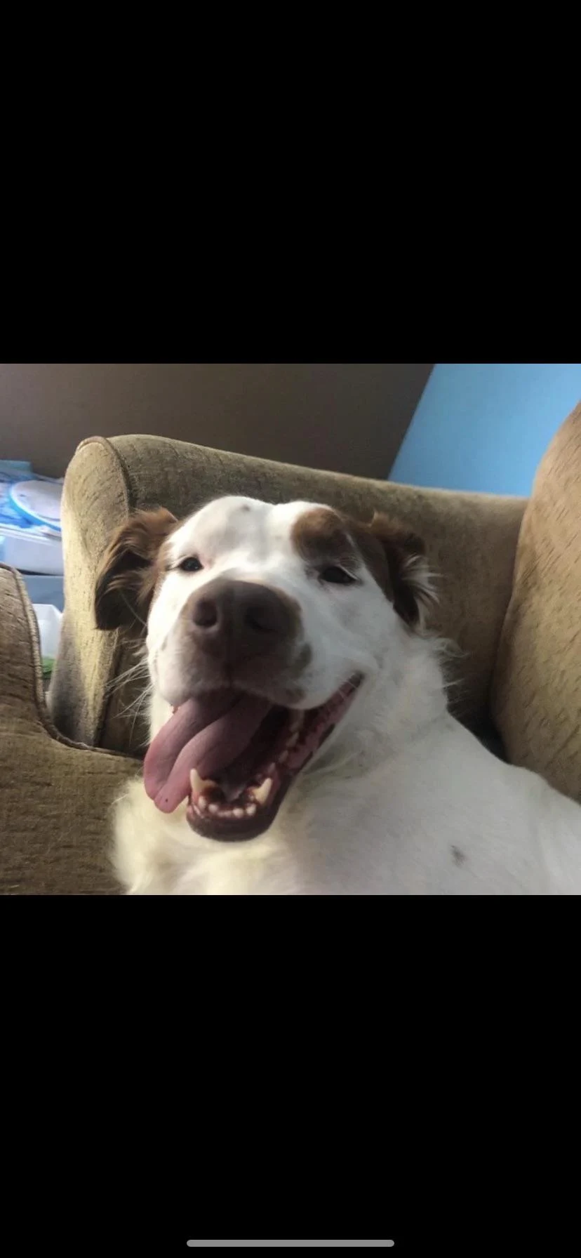 i posted the most unflattering image of rosie last night, so here’s her looking a bit more ...