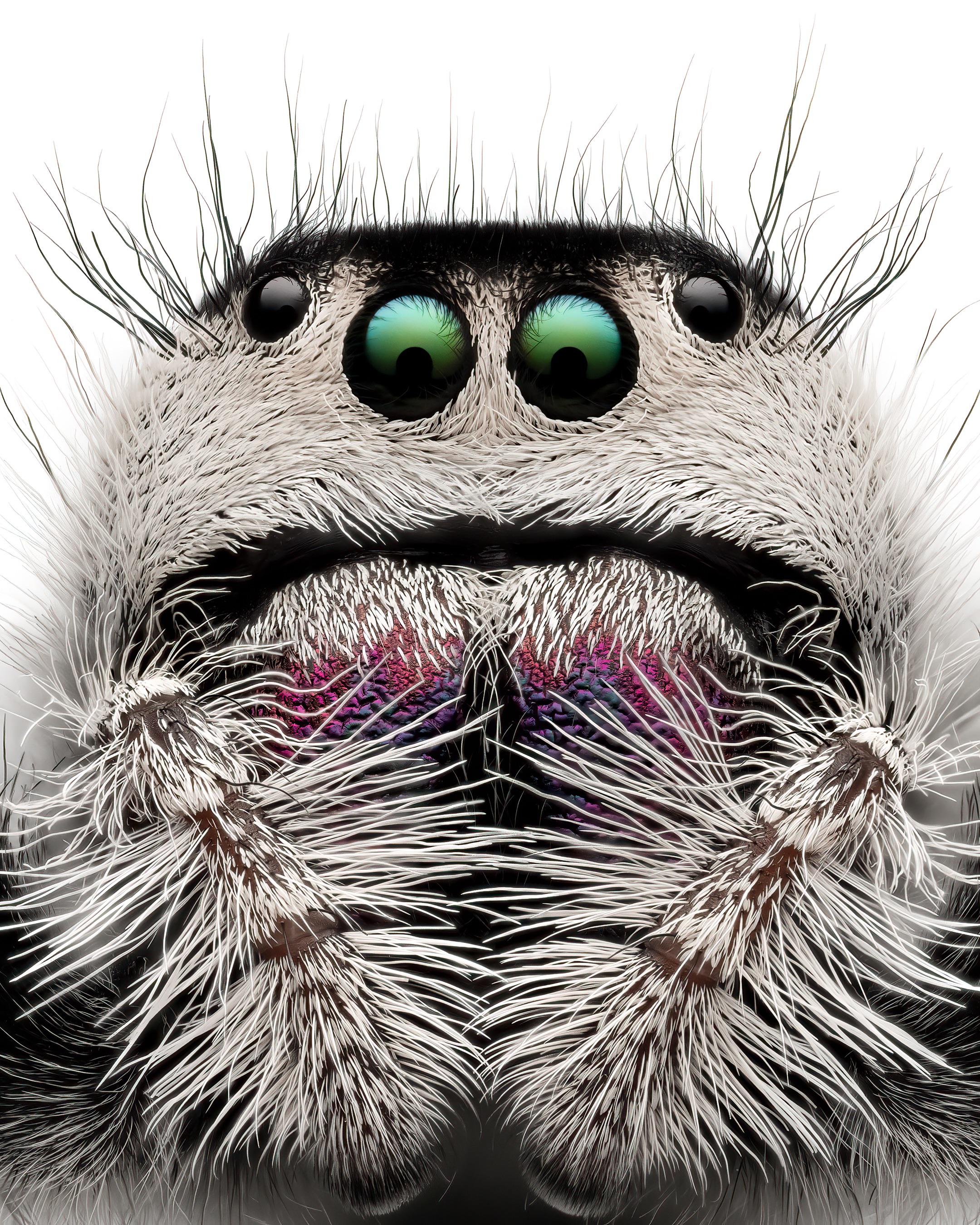 Regal jumping spider [OC] | Scrolller
