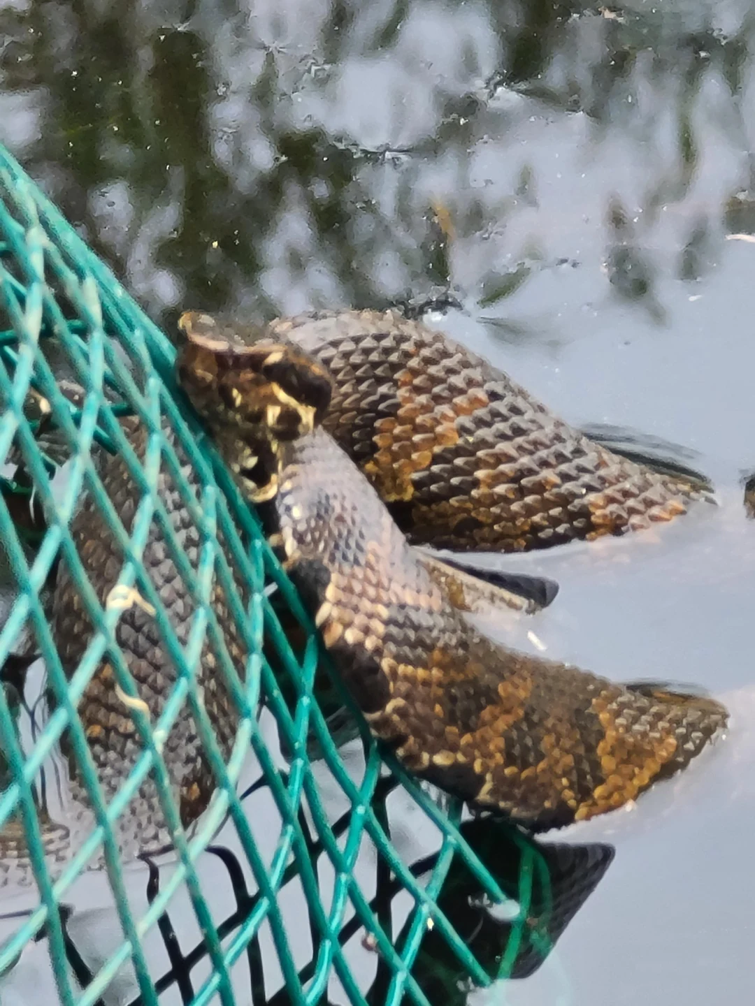 Ran my crawfish traps this morning and this mean SOB was so full he was stuck in the trap ...