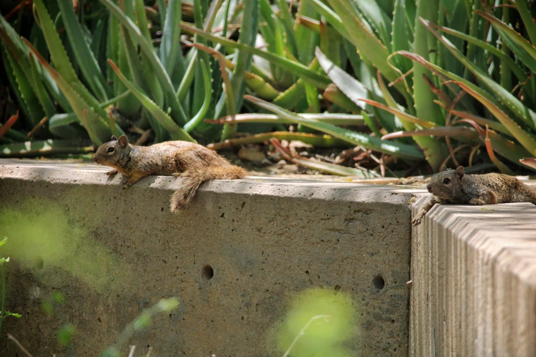 DOUBLE SPLOOT!!! | Scrolller