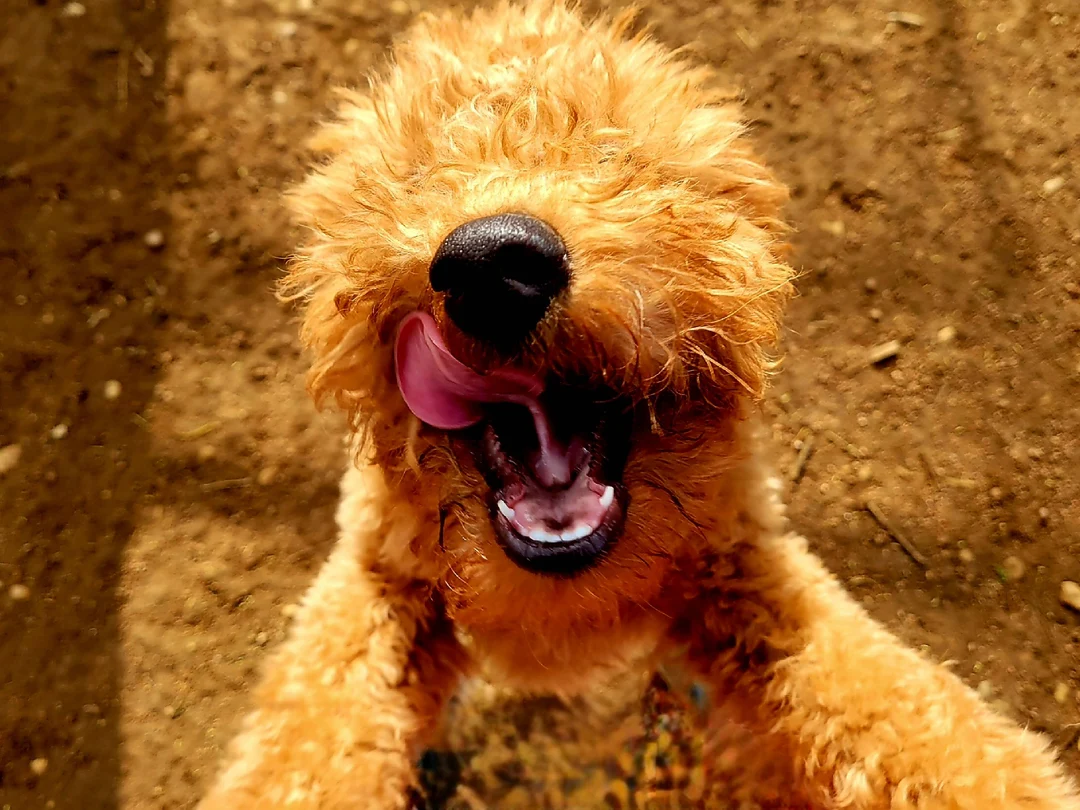 She looks like a Muppet | Scrolller