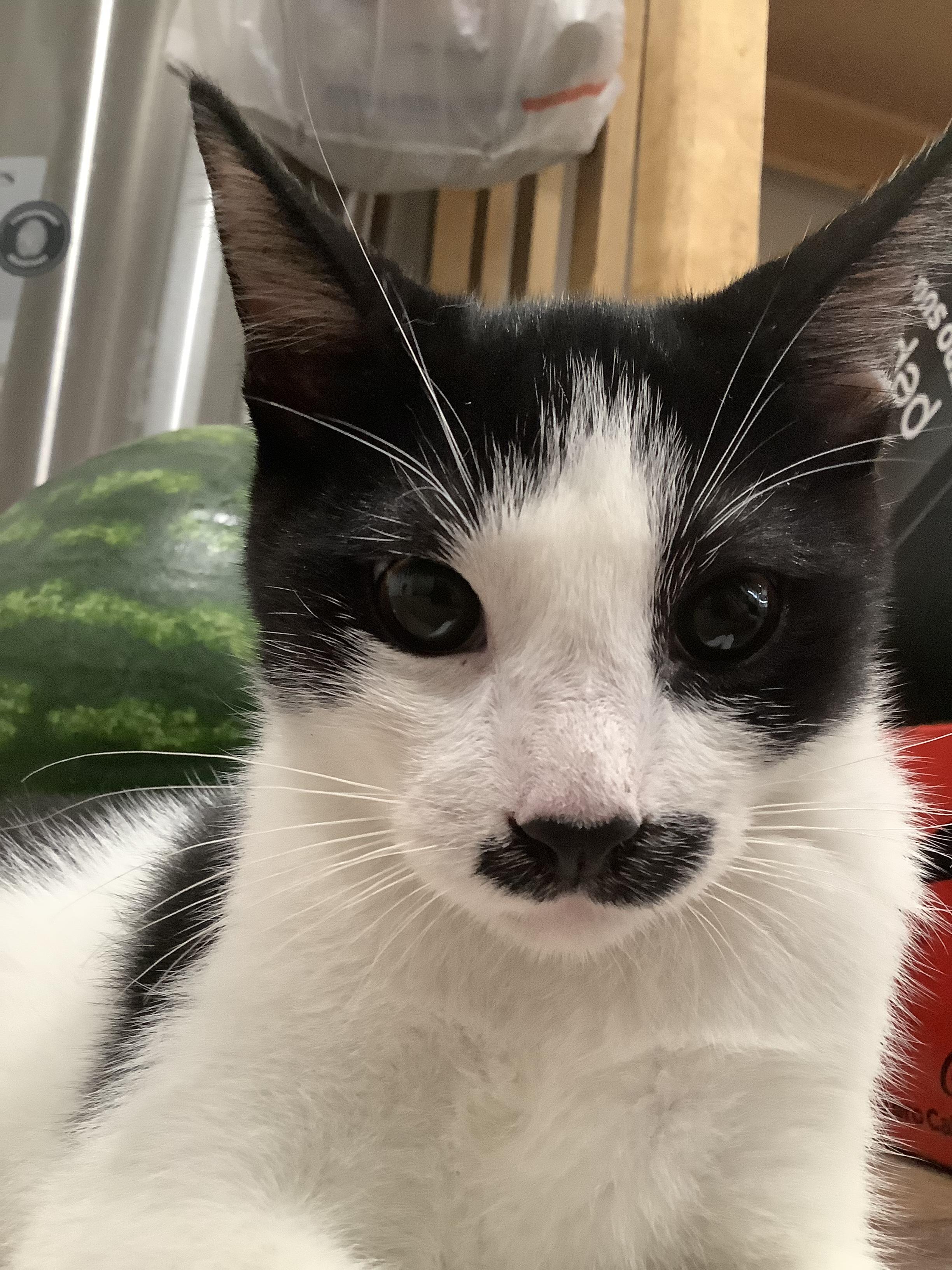 Staring into your soul. | Scrolller