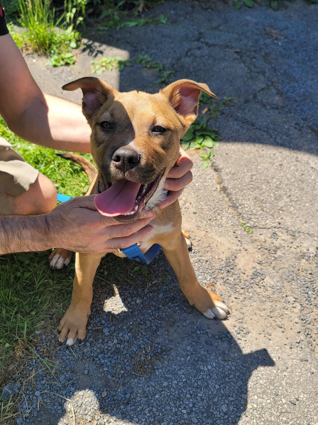 Happy puppy | Scrolller