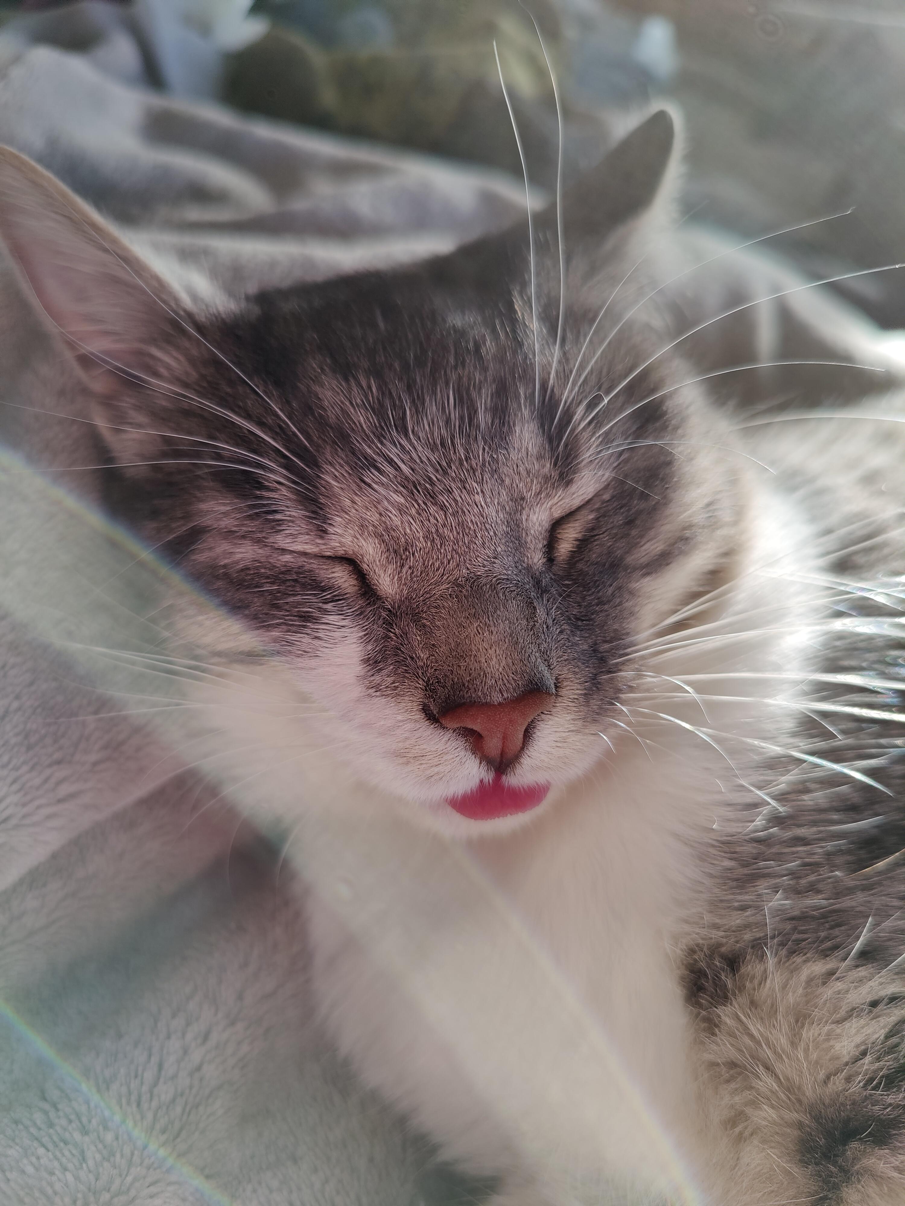 Snoozing blep | Scrolller