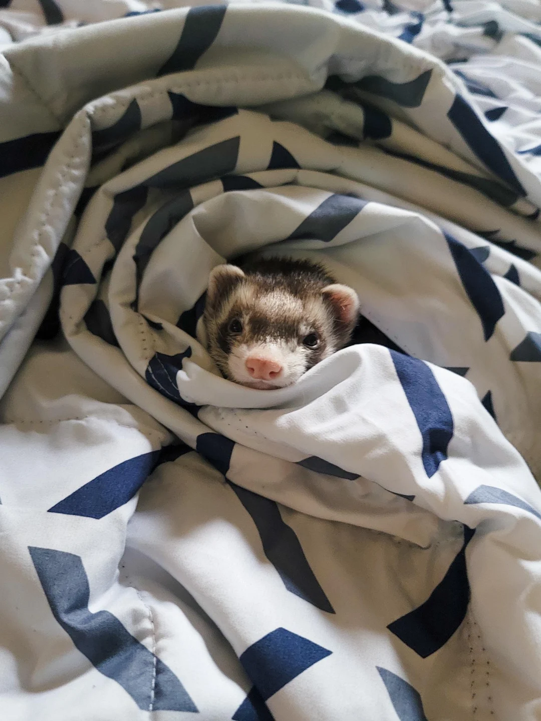 This is Archie all cuddled up. | Scrolller