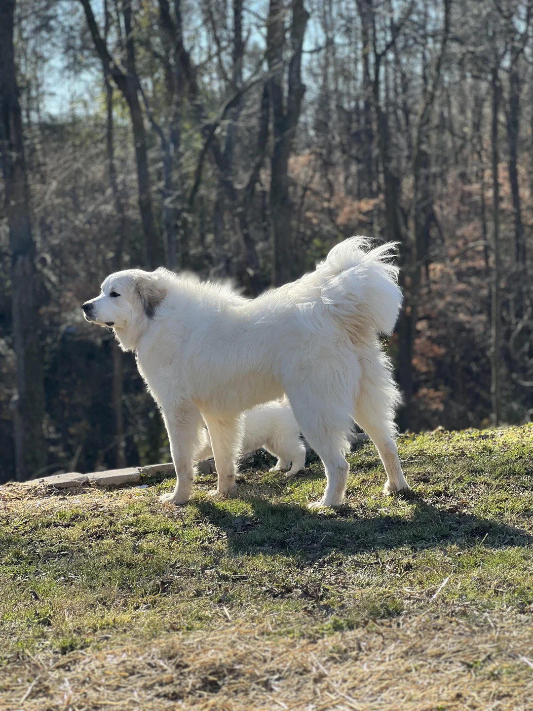 Show me your herding dogs | Scrolller