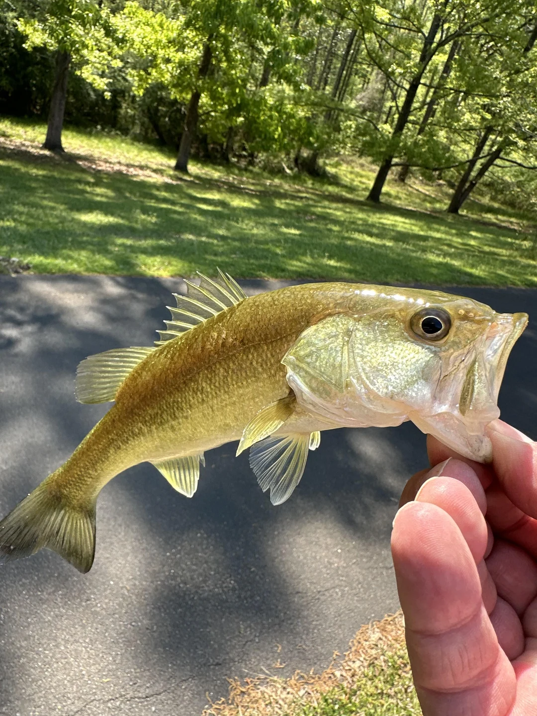 36 Years old. My first bass. | Scrolller