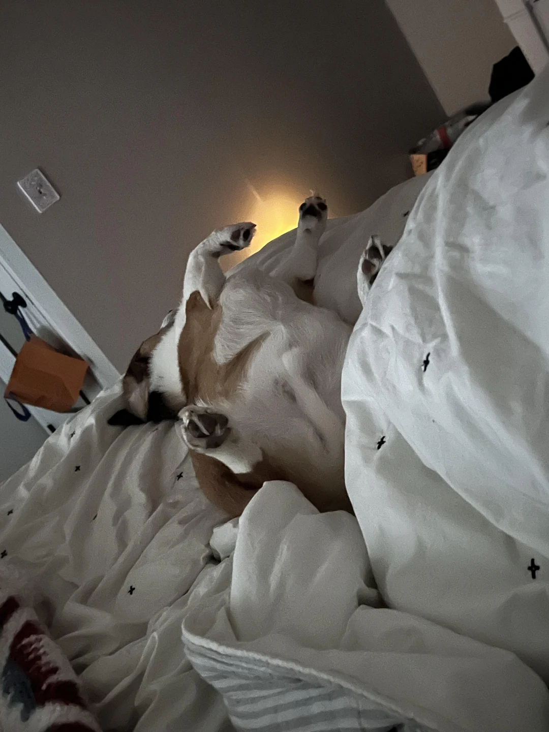 Ralphie must have had a rough night | Scrolller