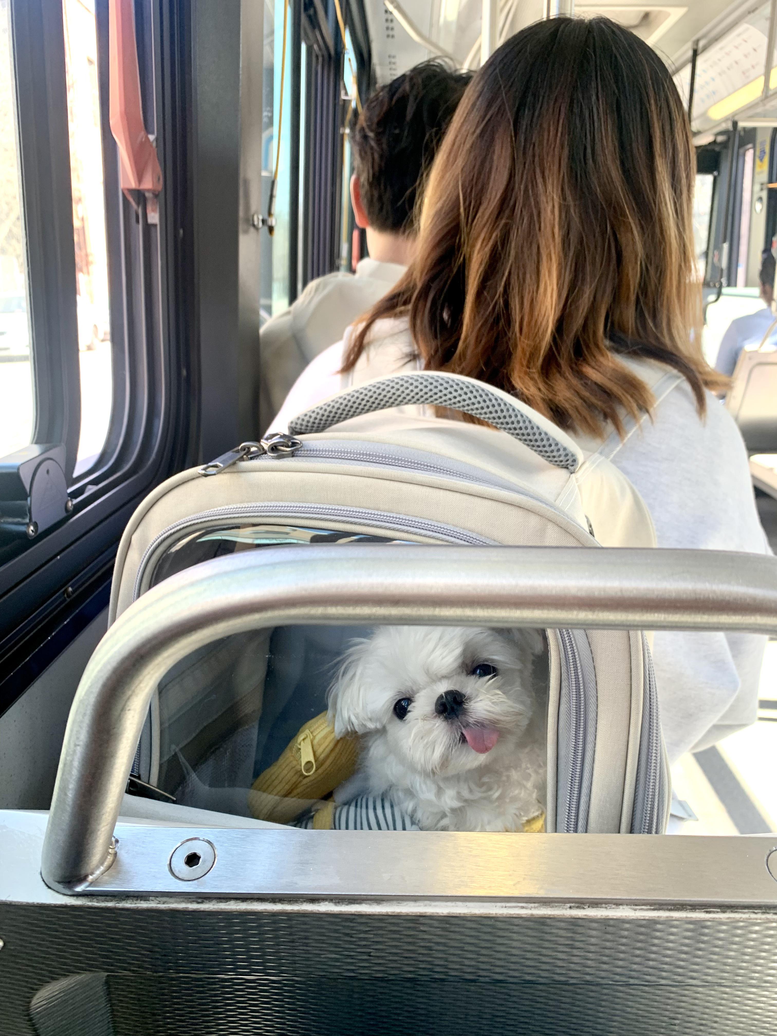 Cutie derp face seen in the bus today (OC) | Scrolller