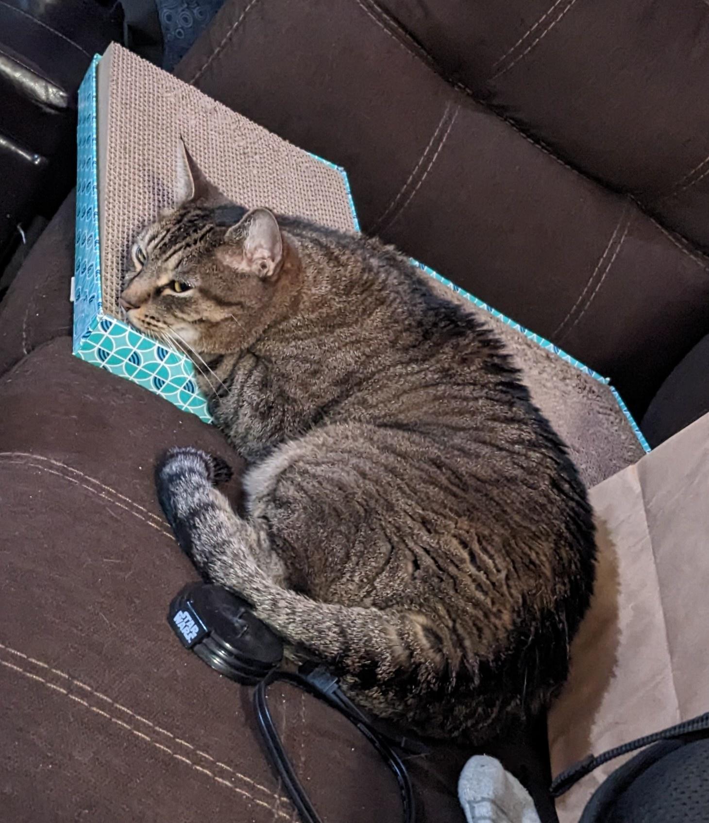 Niko... Just done with your bs. | Scrolller