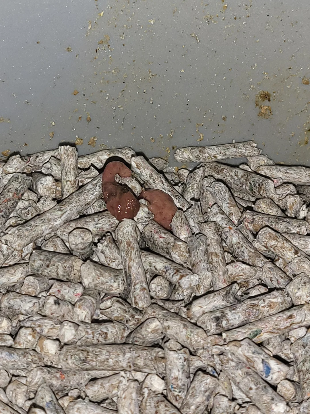 Pink poop | Scrolller