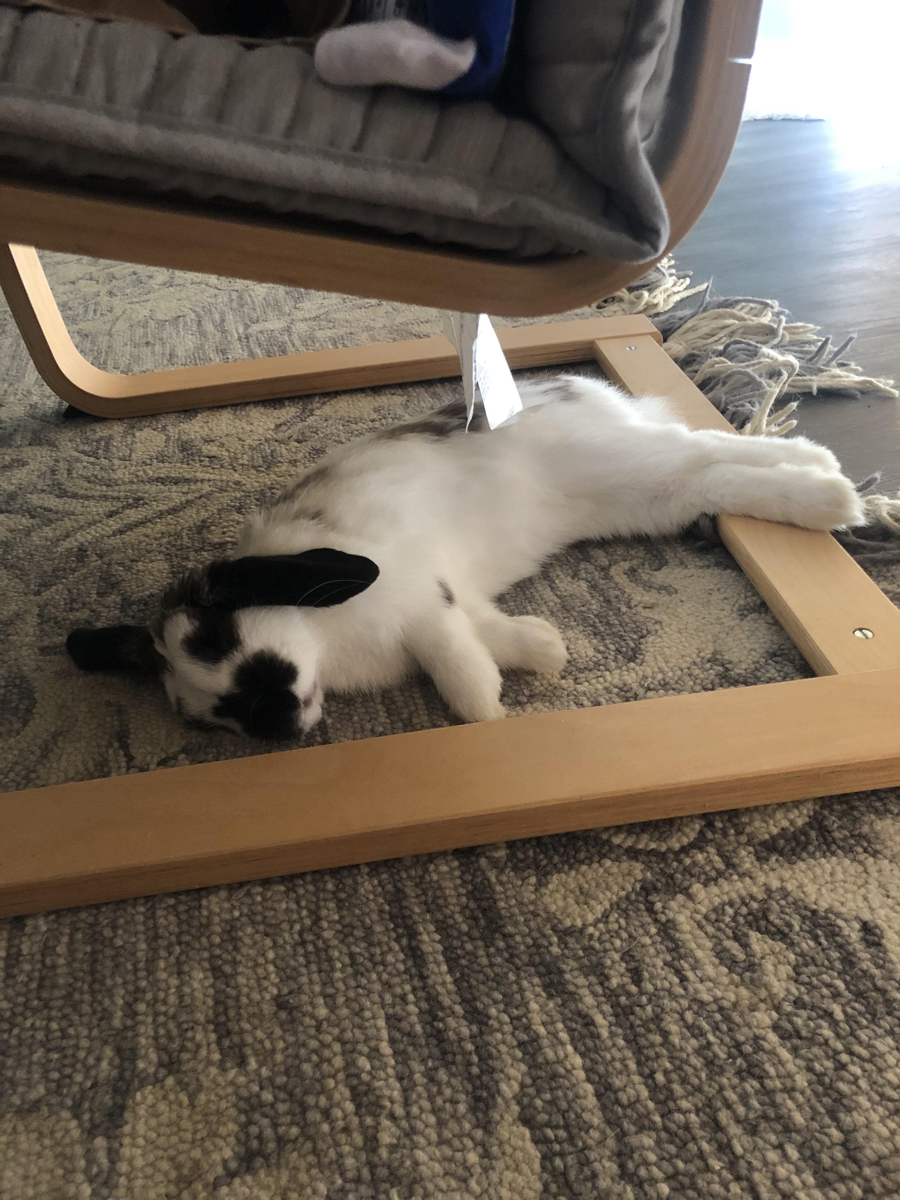 Recent Chip pics 🥲 | Scrolller