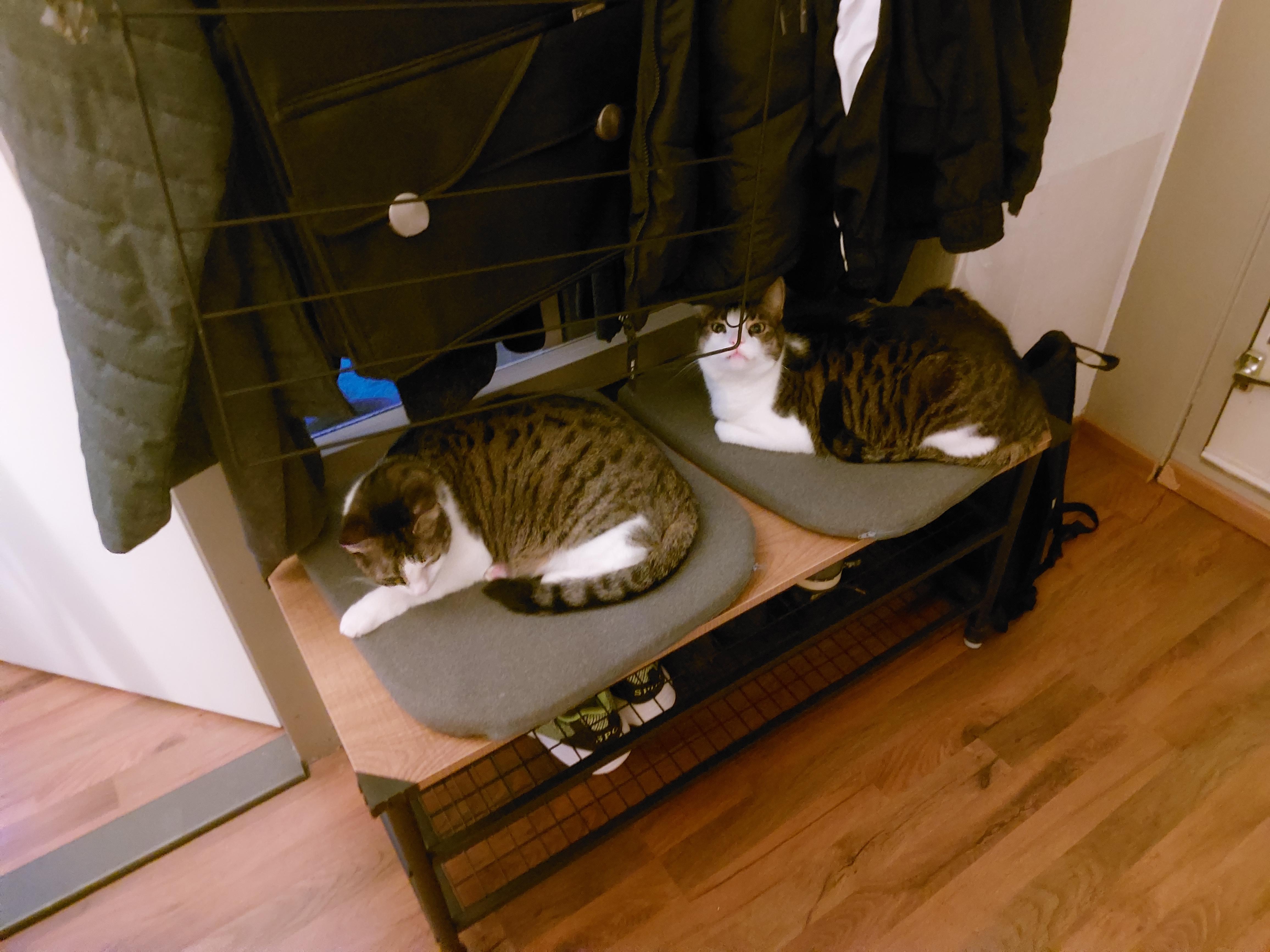 Brother & sister (Tommy making a derpy face) | Scrolller