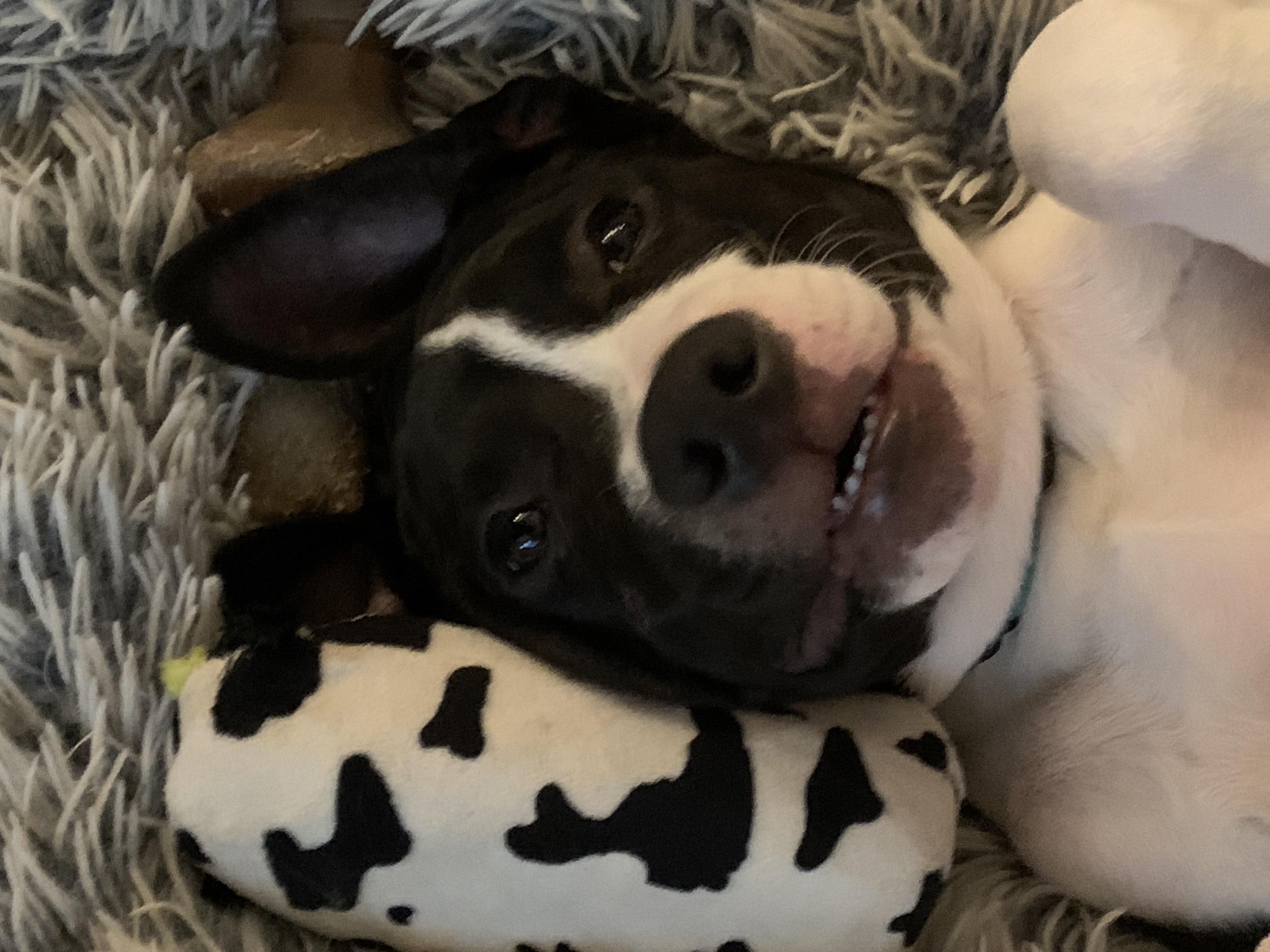 Discover more like PuppySmiles: Foster pup still trying to work out how to smile. and Related ...