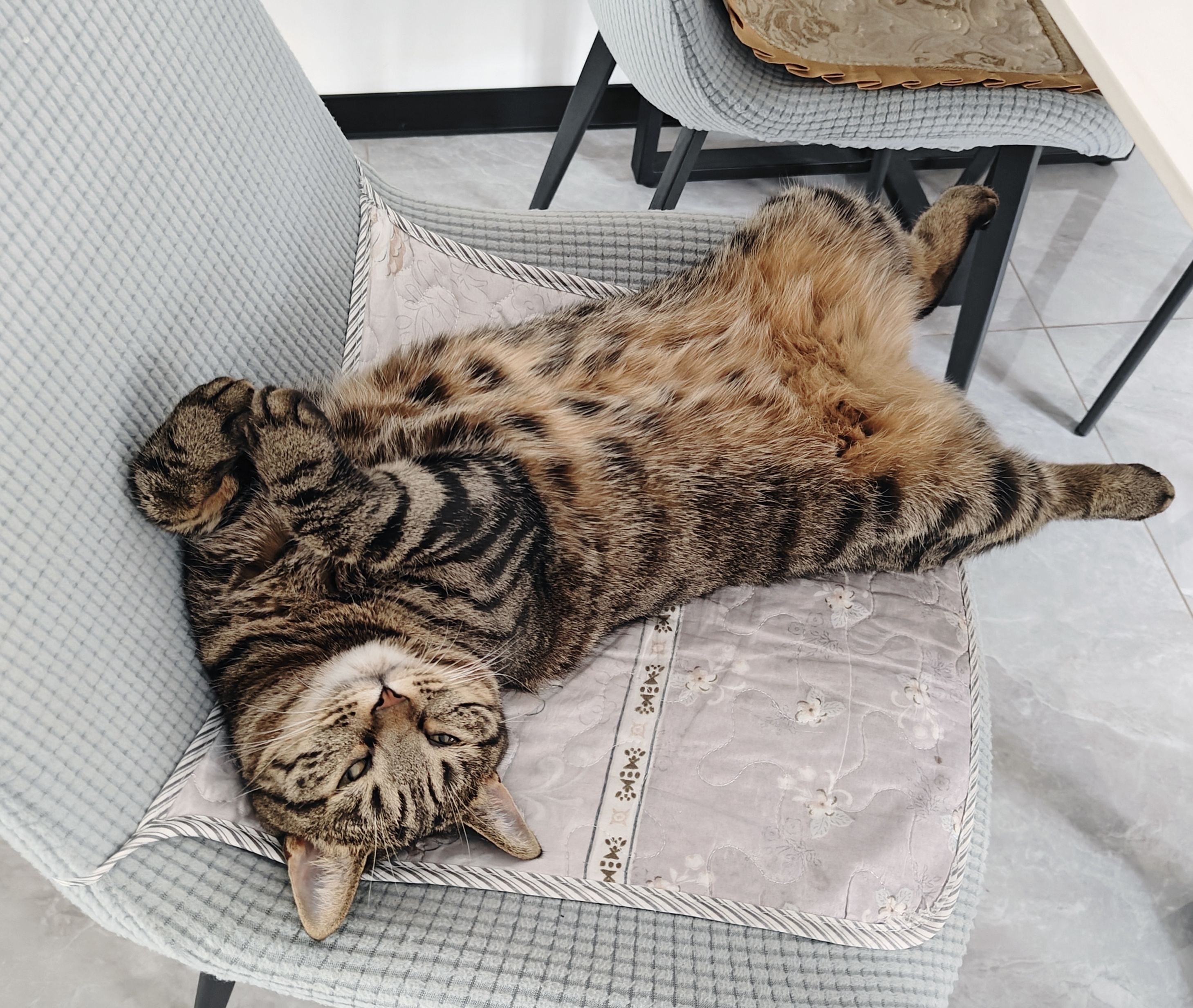 Little smiling tiger | Scrolller