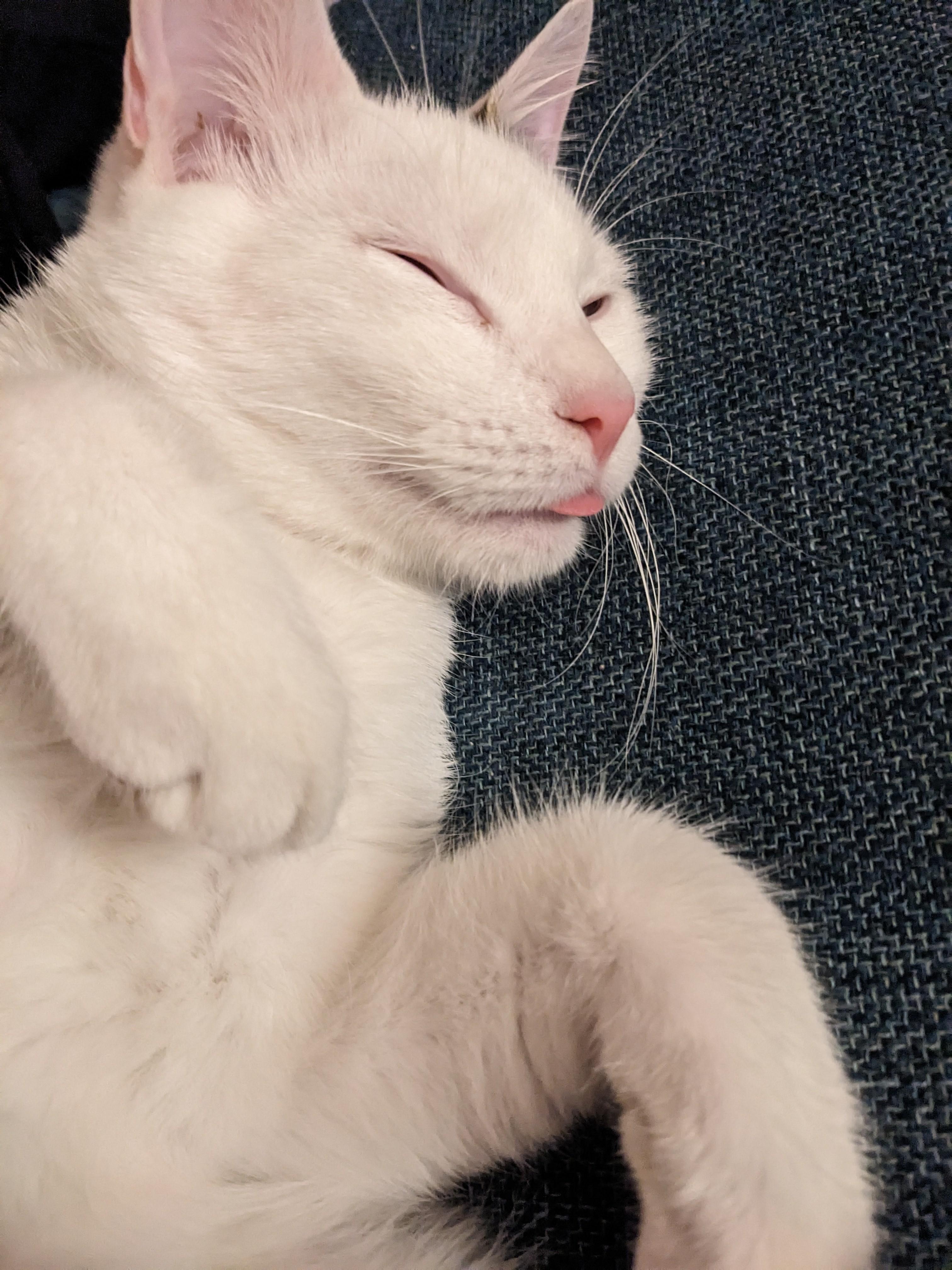 Dr Jeff's sleepy blep | Scrolller