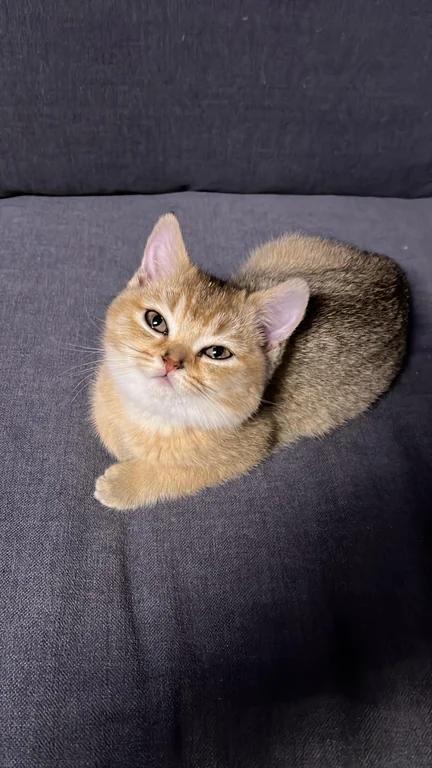 Not sure if this counts as a 100% loaf, but hey, he is still learning 😅 | Scrolller