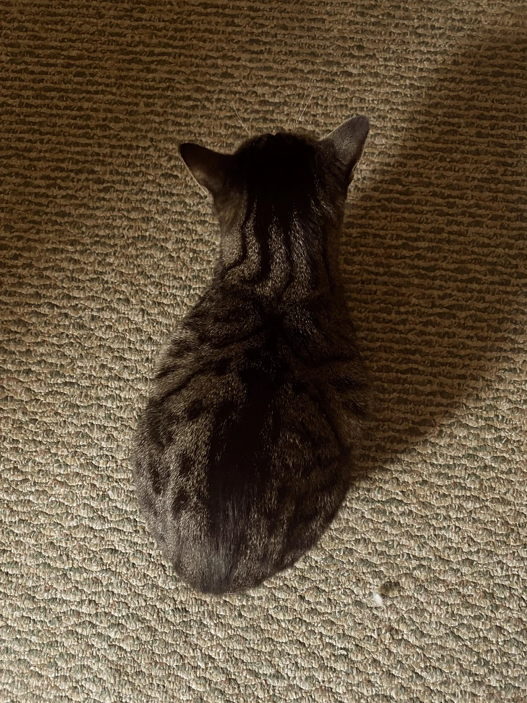 Little Dee’s loaf | Scrolller