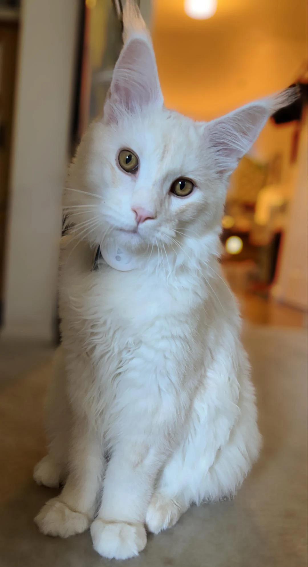 Mayonnaise getting neutered on Tuesday | Scrolller