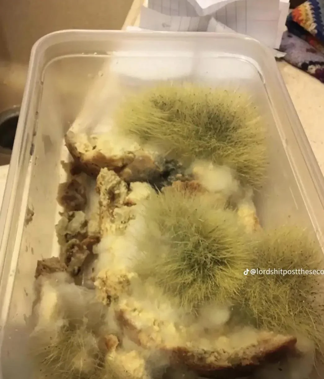 Is this mold? | Scrolller