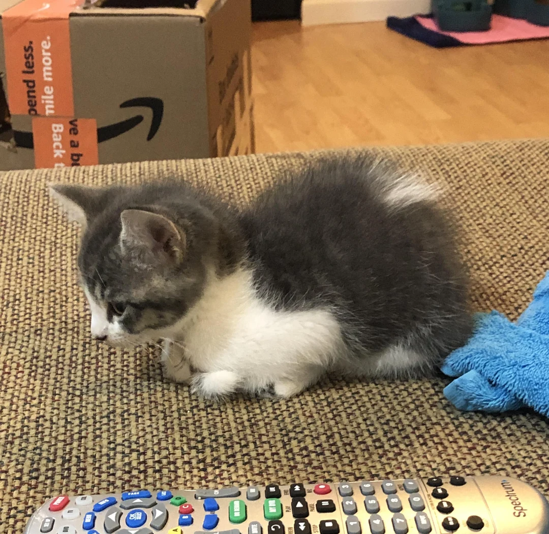 Mini loaf | Scrolller