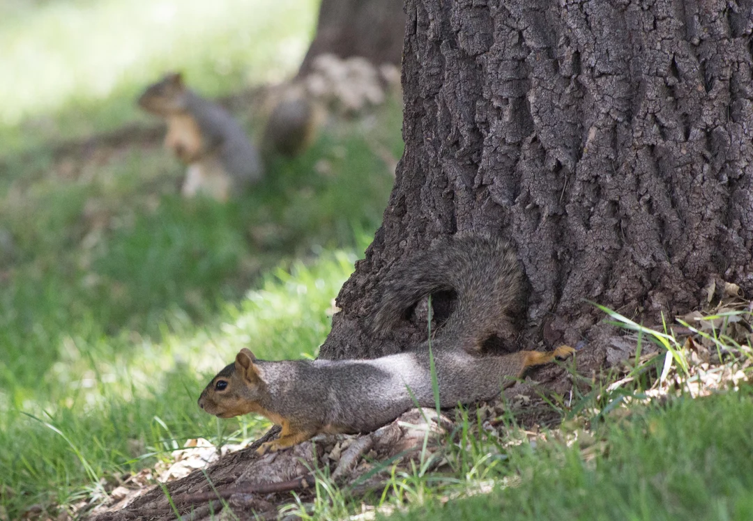 Squirrels | Scrolller