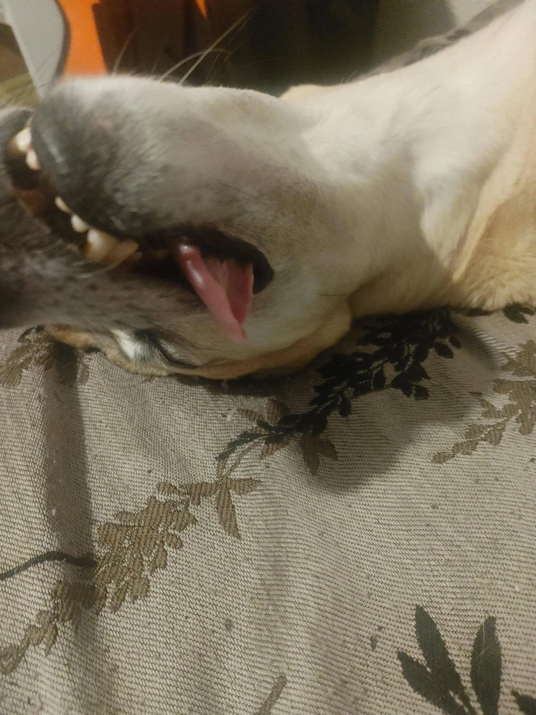 First ToT | Scrolller