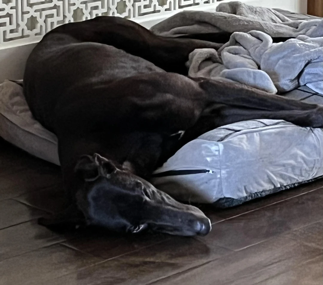 Only had her 2 hours and we already have a bed fail 😍 | Scrolller