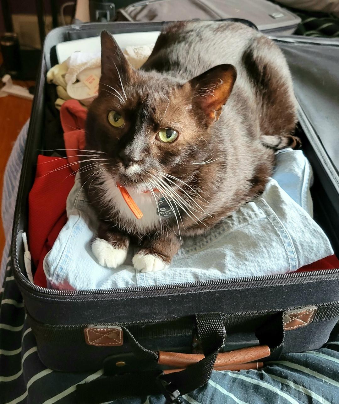 Suitcase inspector on the job! | Scrolller